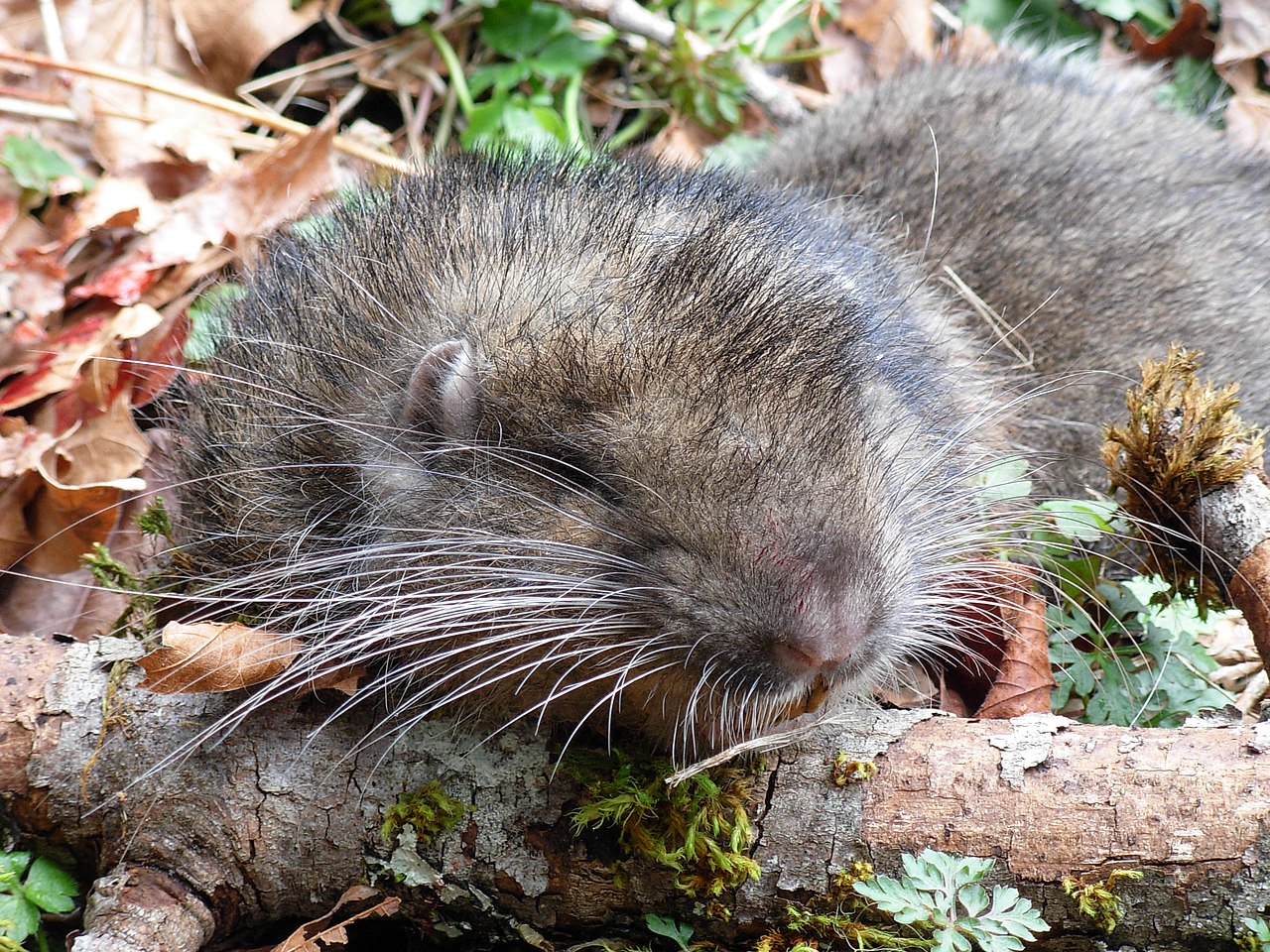 Crested Rats? Hairy Porcupines? 7 of the World's Coolest Rodents