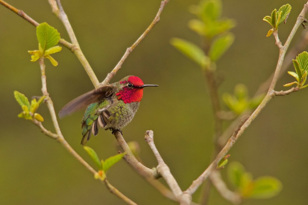 50 Birds: Adventures in Backyard Birding