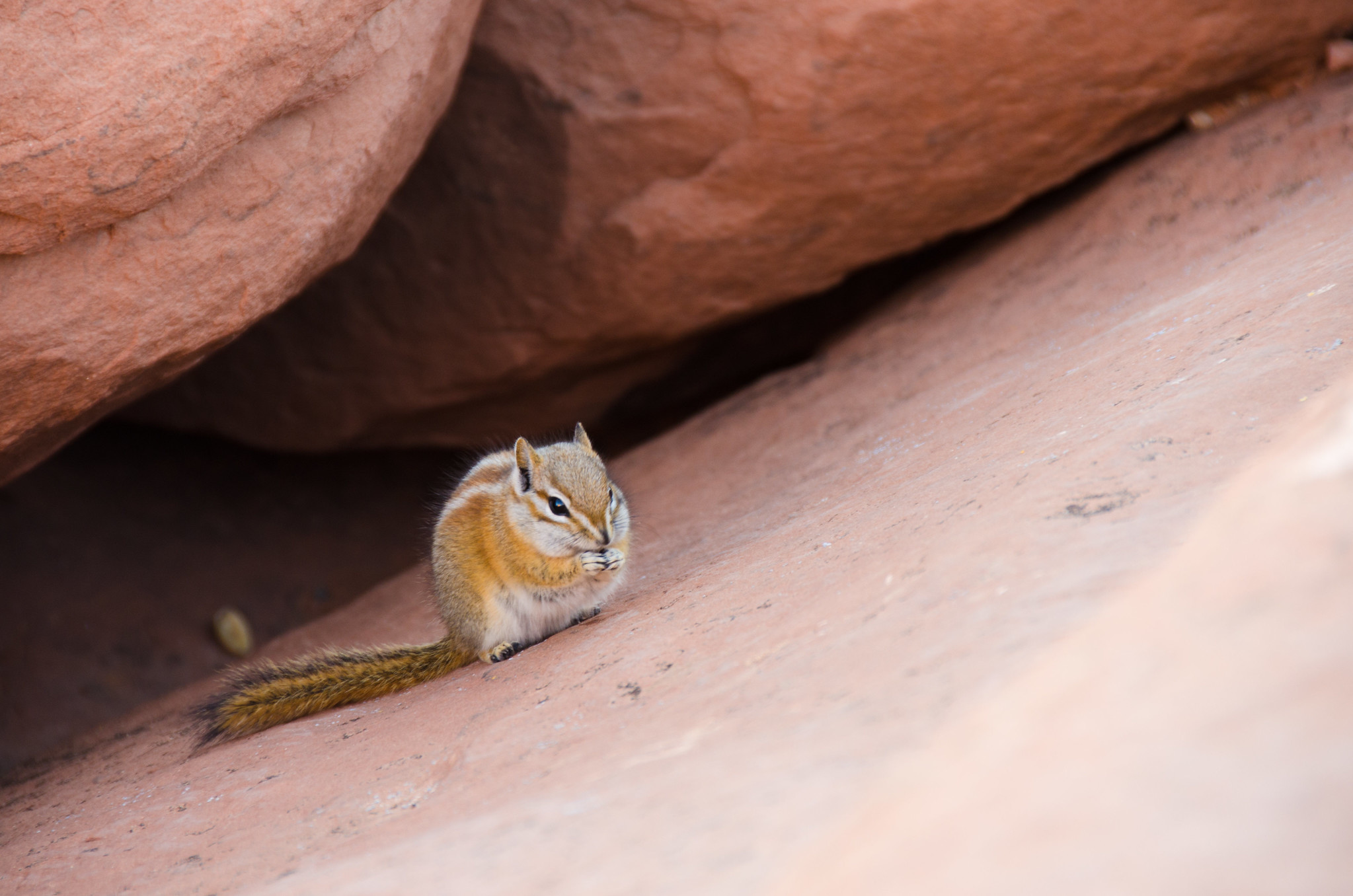 Chipmunk Quest