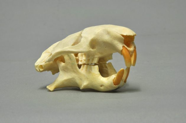 The Mountain Beaver That Is Not A Beaver