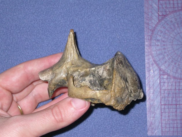 The Mountain Beaver That Is Not A Beaver