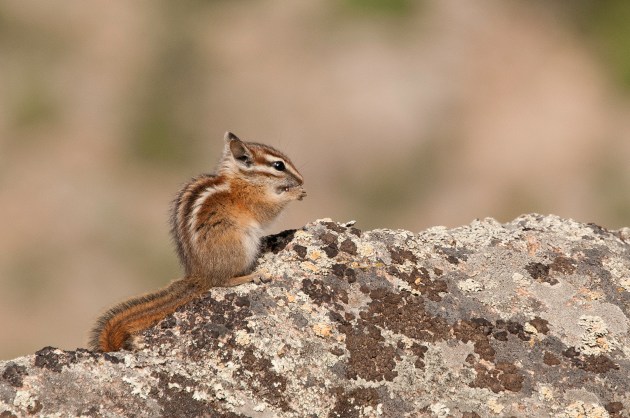 Chipmunk Quest