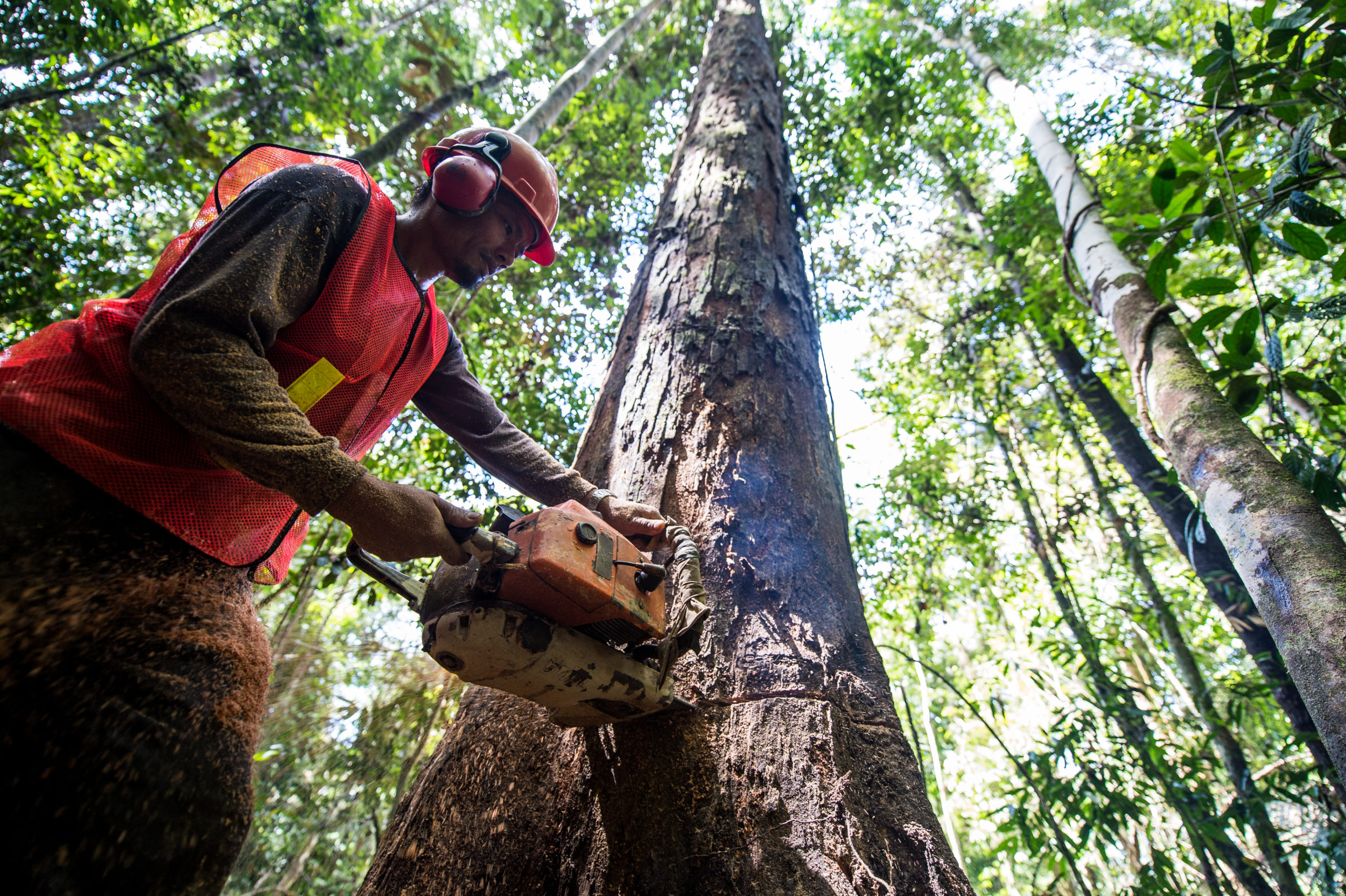 Listening to Forests After Logging - Cool Green Science