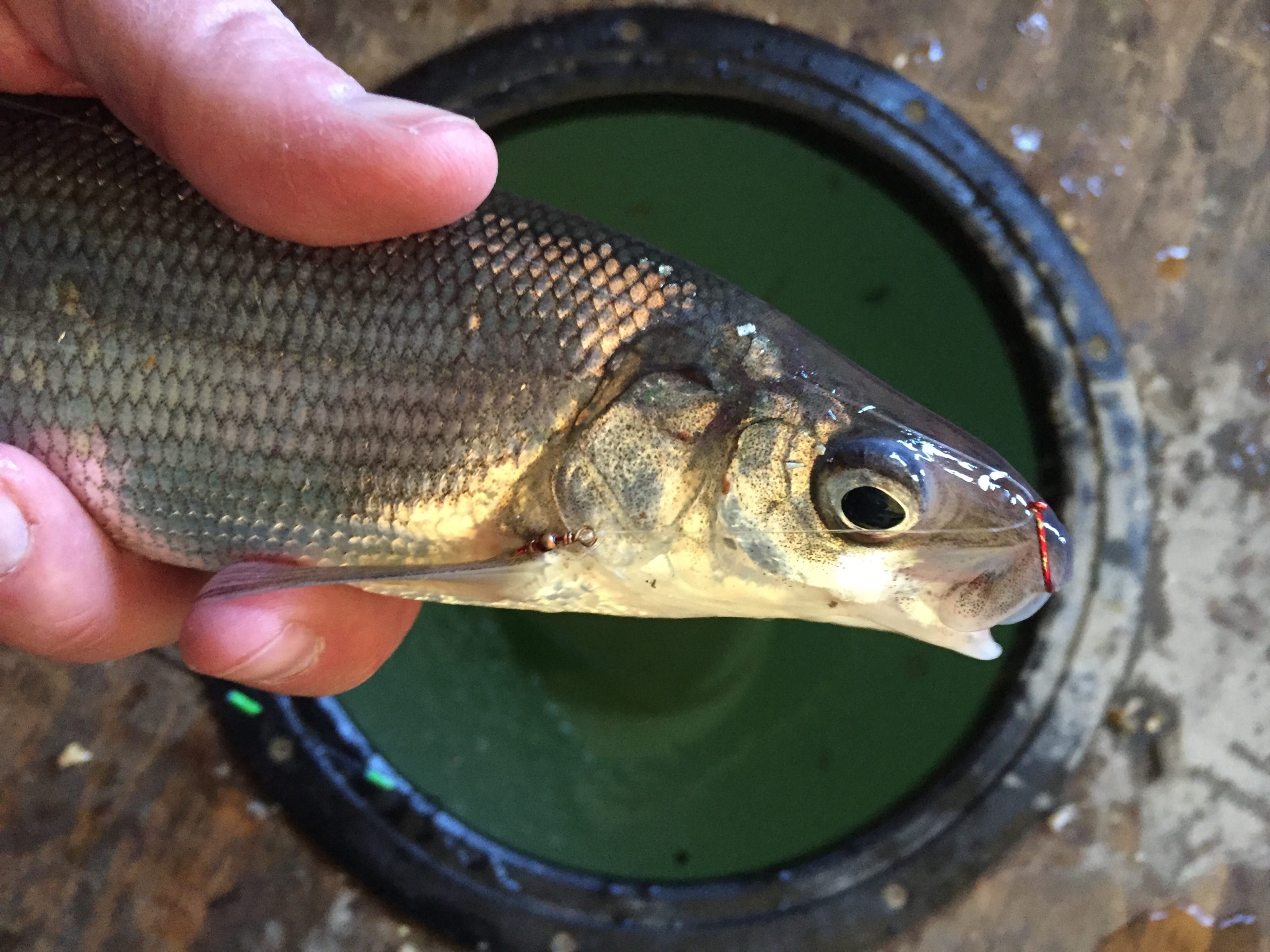 50 Fish, 50 States: Whitefish & the End of the World as We Know It