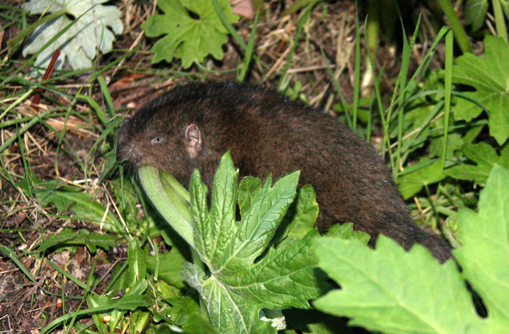 The Mountain Beaver That Is Not A Beaver