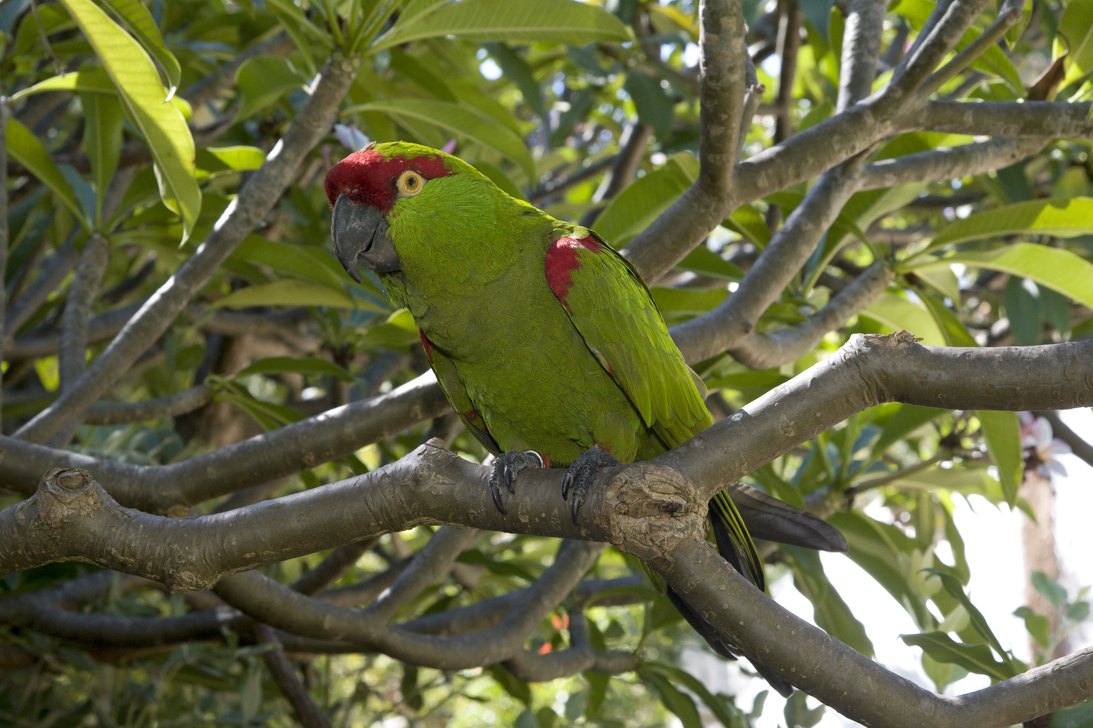 Hope and Peril for North America’s “Snow Parrot”