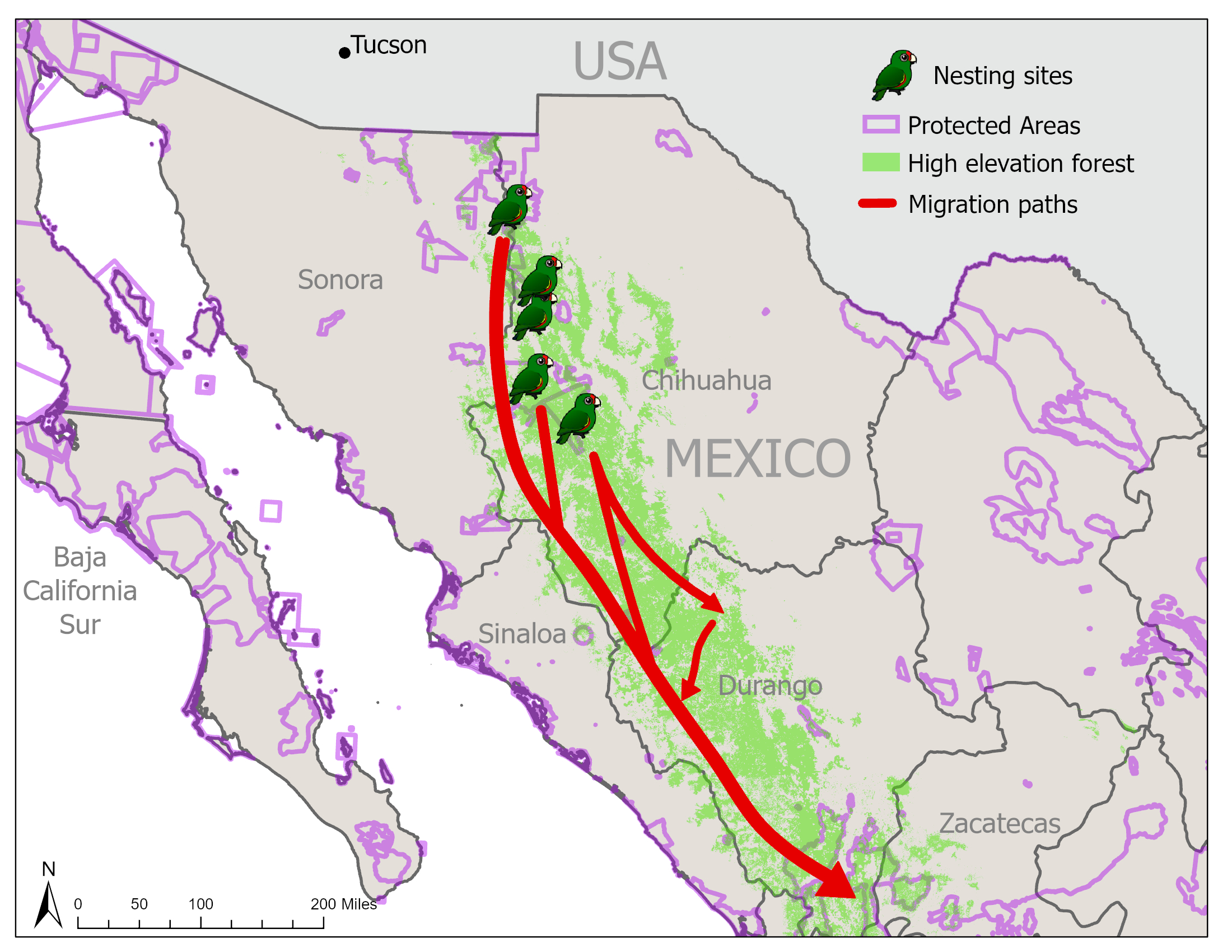 Hope and Peril for North America’s “Snow Parrot”