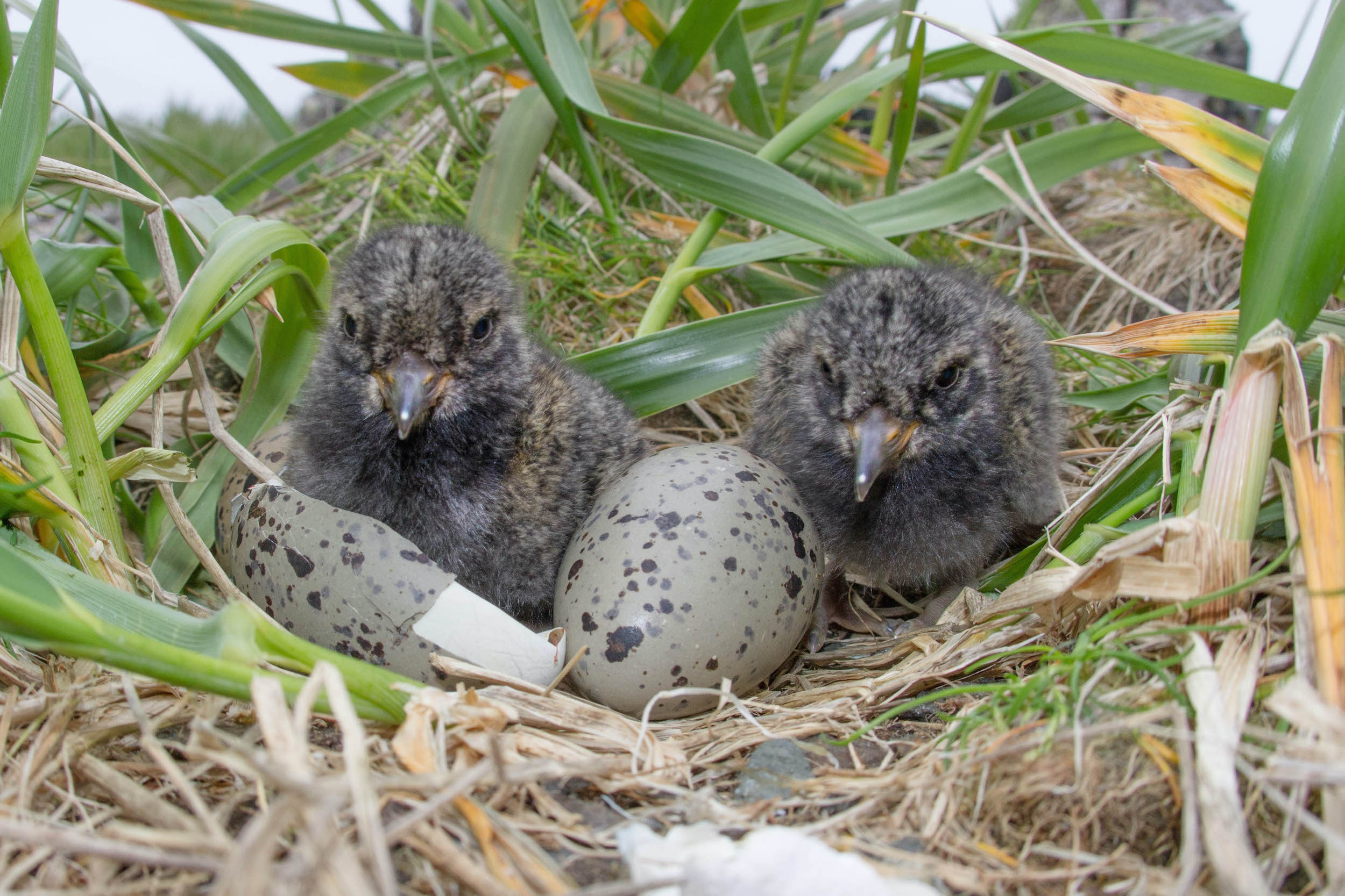 Remove the Rats, Restore the Seashore - Cool Green Science
