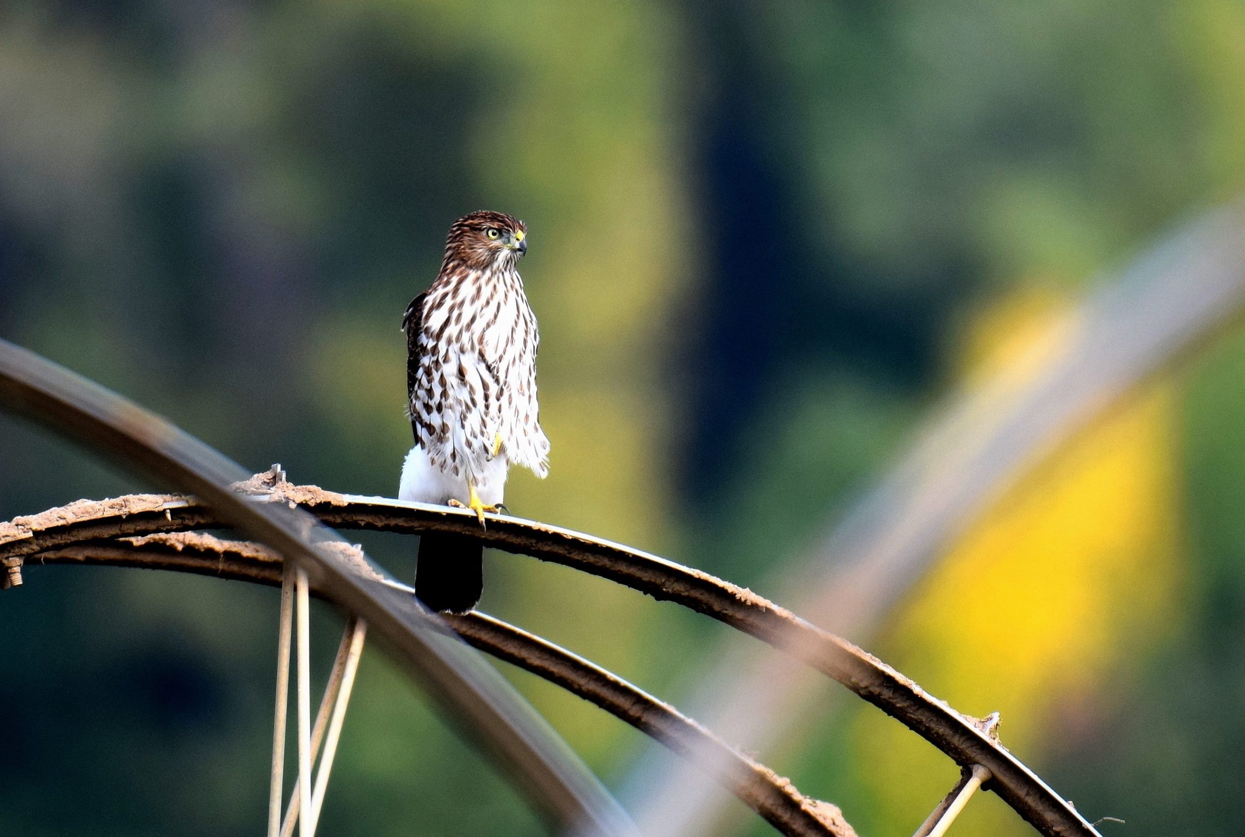 Linking Birds, Farmer Attitudes and Conservation
