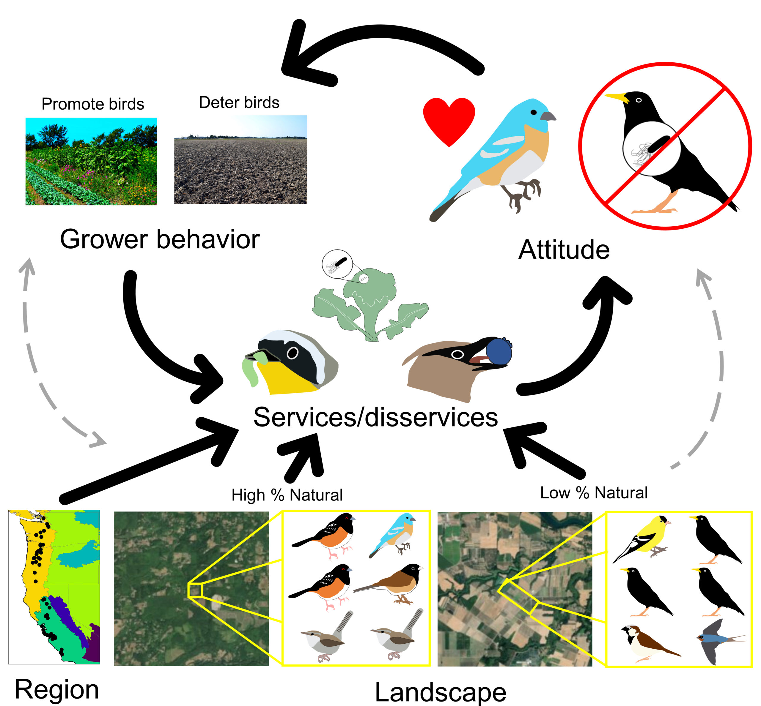 Linking Birds, Farmer Attitudes and Conservation