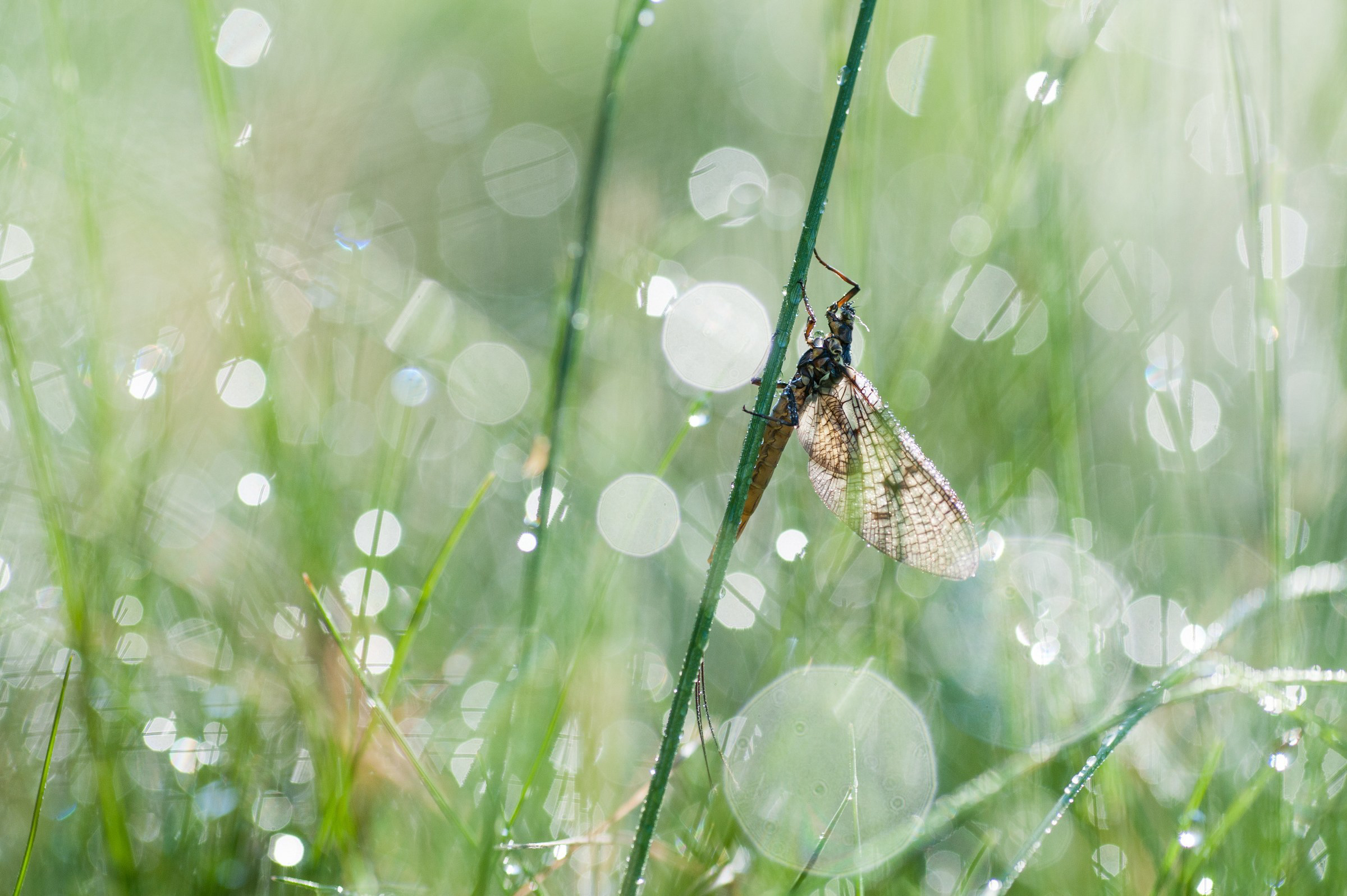 5 Great North American Wildlife Hatchings (and Emergences)