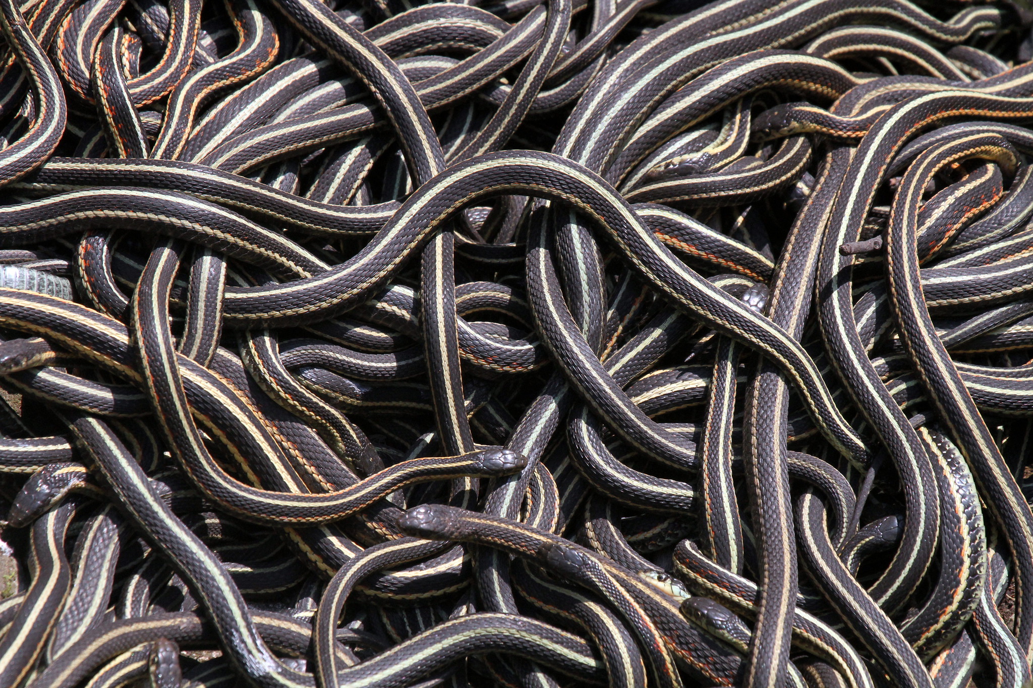 5 Great North American Wildlife Hatchings (and Emergences)