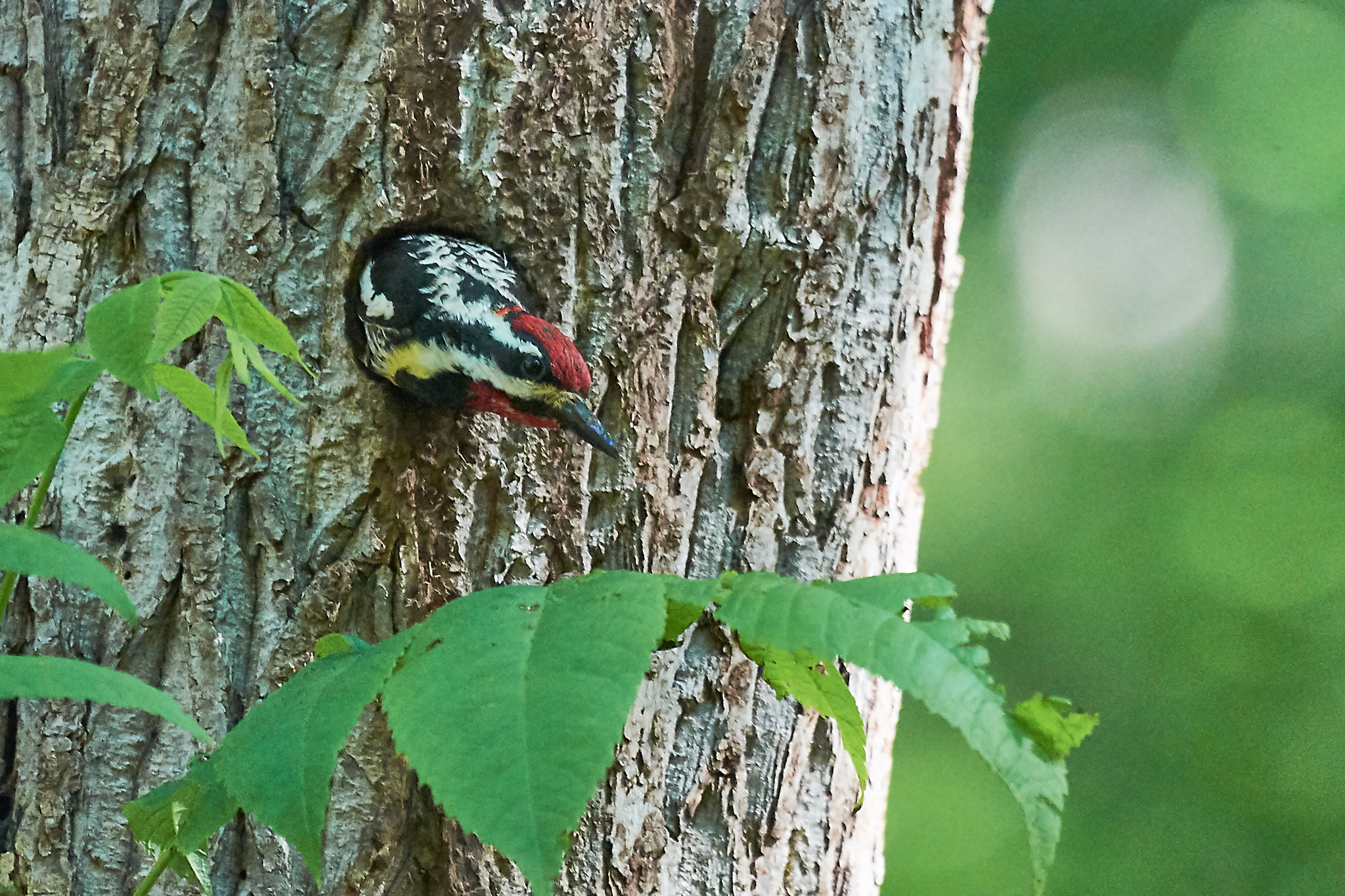 More Cool Facts About the Yellow-Bellied Sapsucker - Cool Green Science
