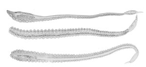 Meet the Argonaut, The World’s Weirdest Octopus