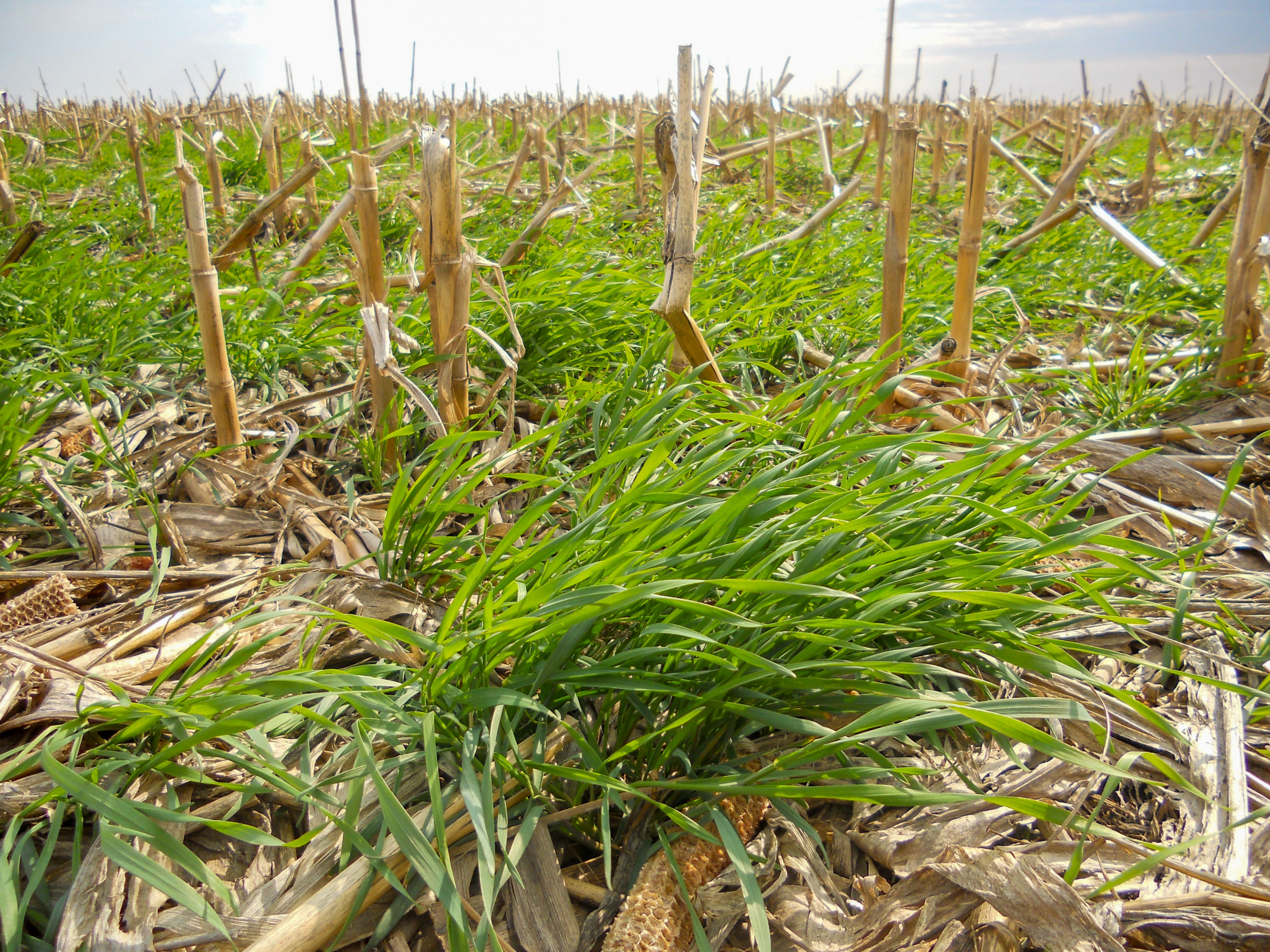 Science Shows Cover Crops Increase Soil Health - Cool Green Science