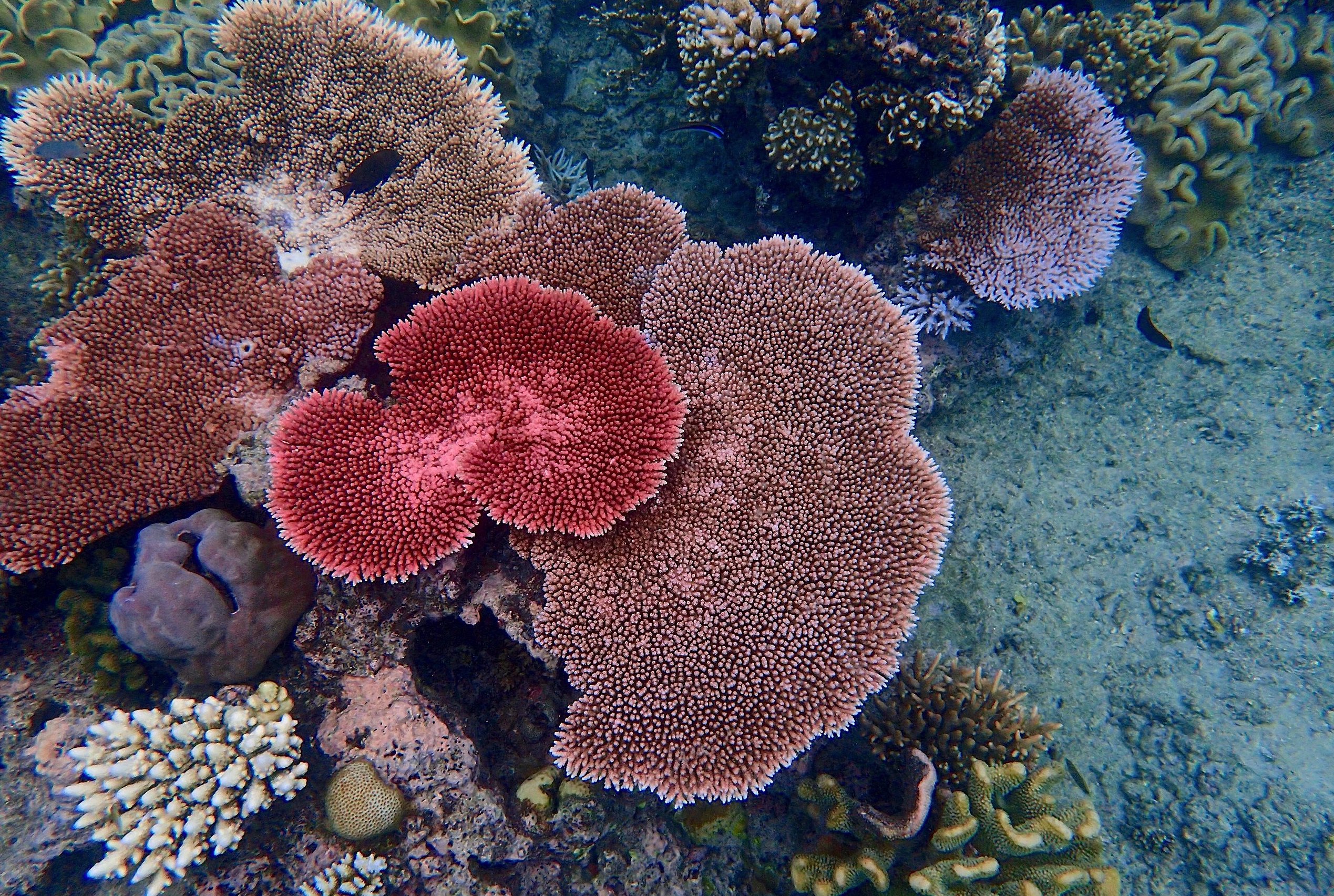 Table Corals Could Be the Key to a Resilient Great Barrier Reef - Cool ...