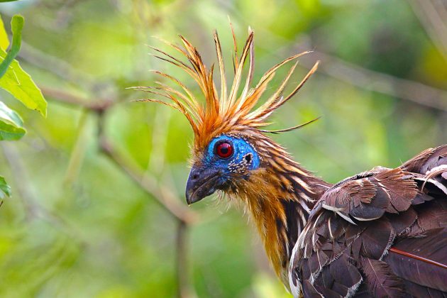 Move Over Bald Eagle: Meet 12 of the World’s Coolest National Birds