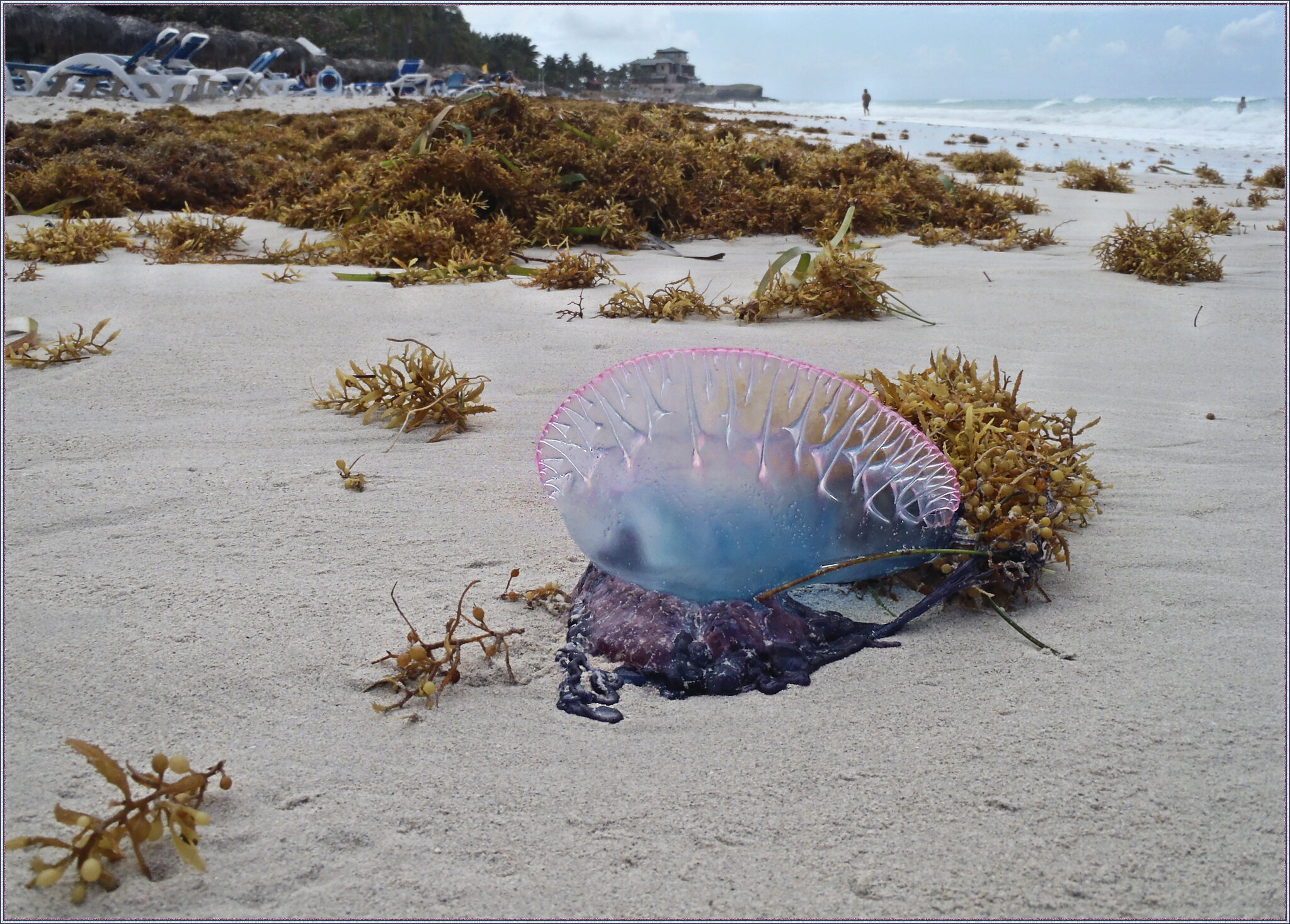 Beach Safety Tips: How To Avoid Being Bitten or Stung This Summer