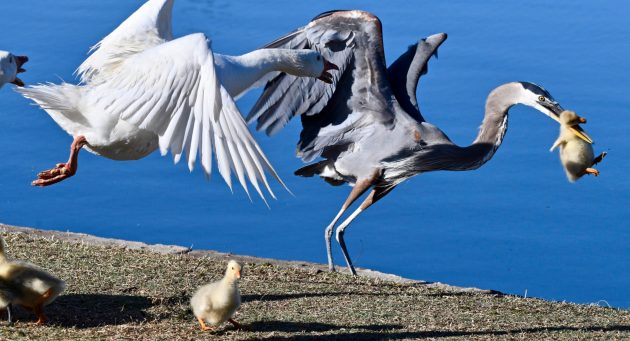 6 Surprising Tales of Predatory Birds