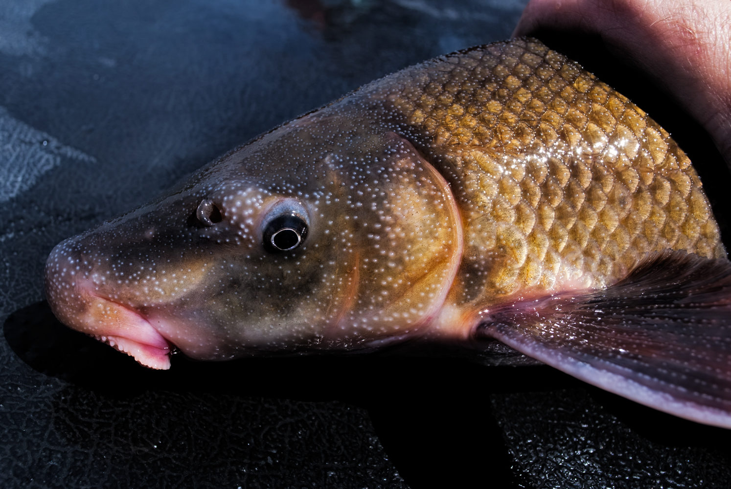 The End of Trash Fish