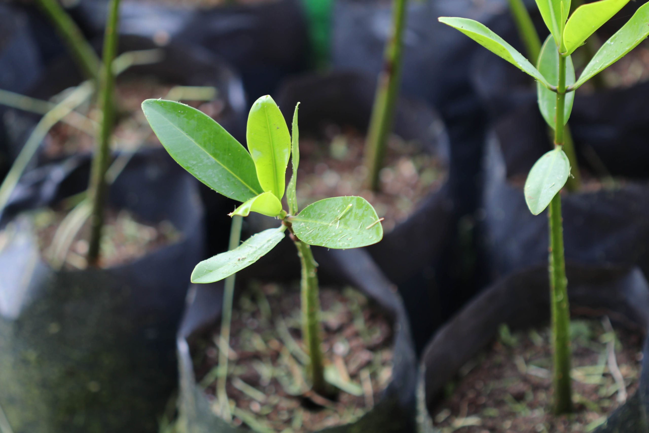 Biodiversity Conservation: 7 Principles for Matching Goals with Actions ...