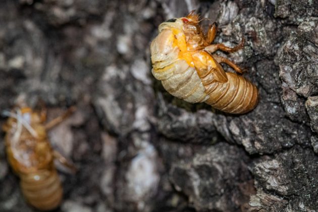 Follow Me Down the Brood X Tunnel: A Reading List - Cool Green Science