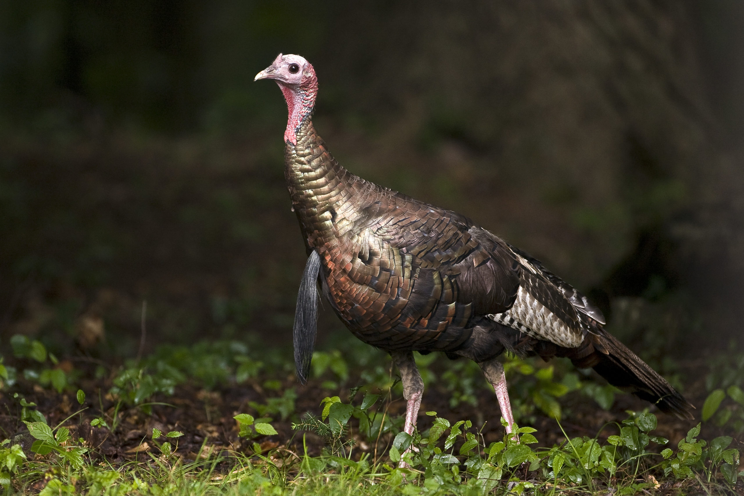 6 Surprising Tales of Predatory Birds