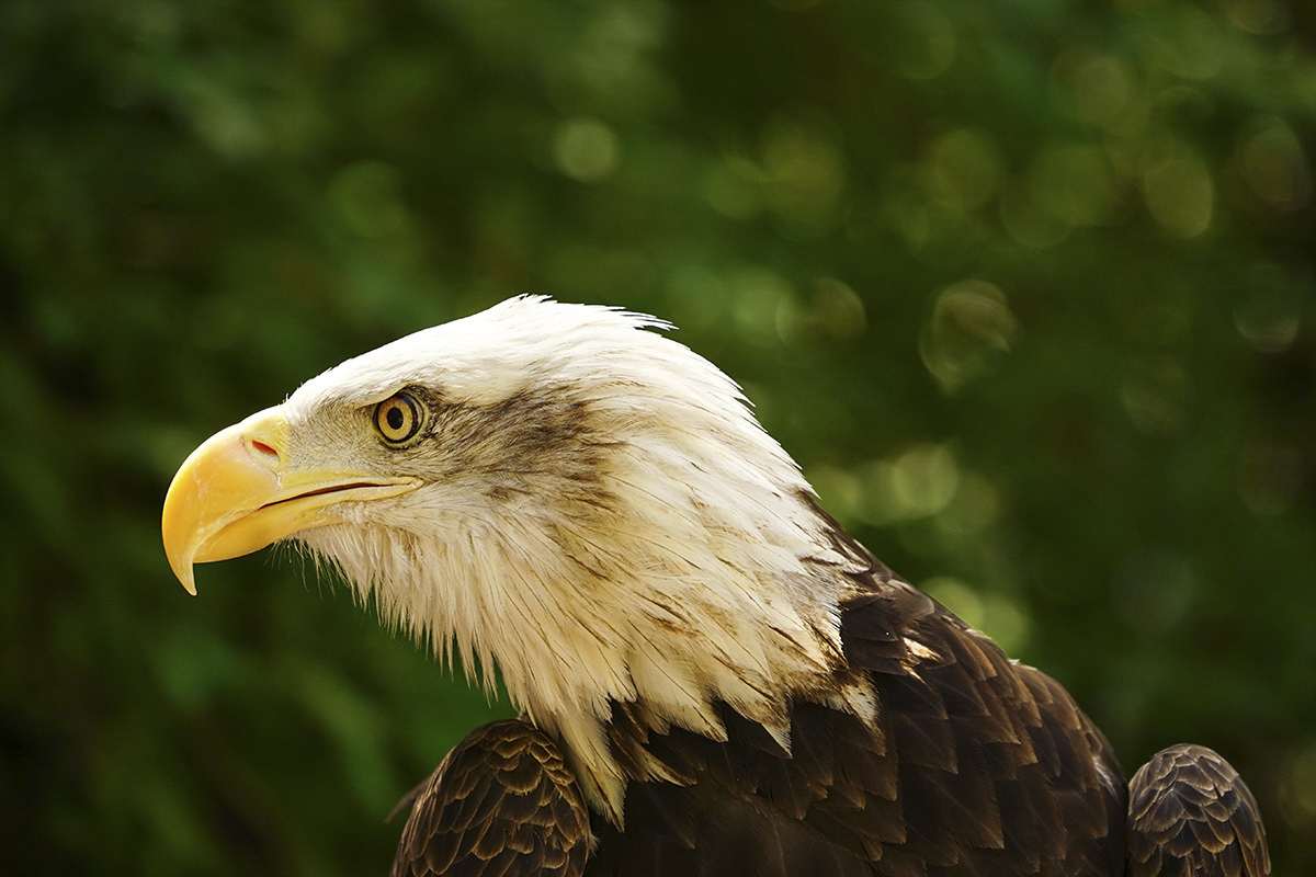 Move Over Bald Eagle: Meet 12 of the World’s Coolest National Birds