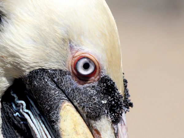 Mighty Mustelids: Meet the World’s Most Epic Weasels - Cool Green Science