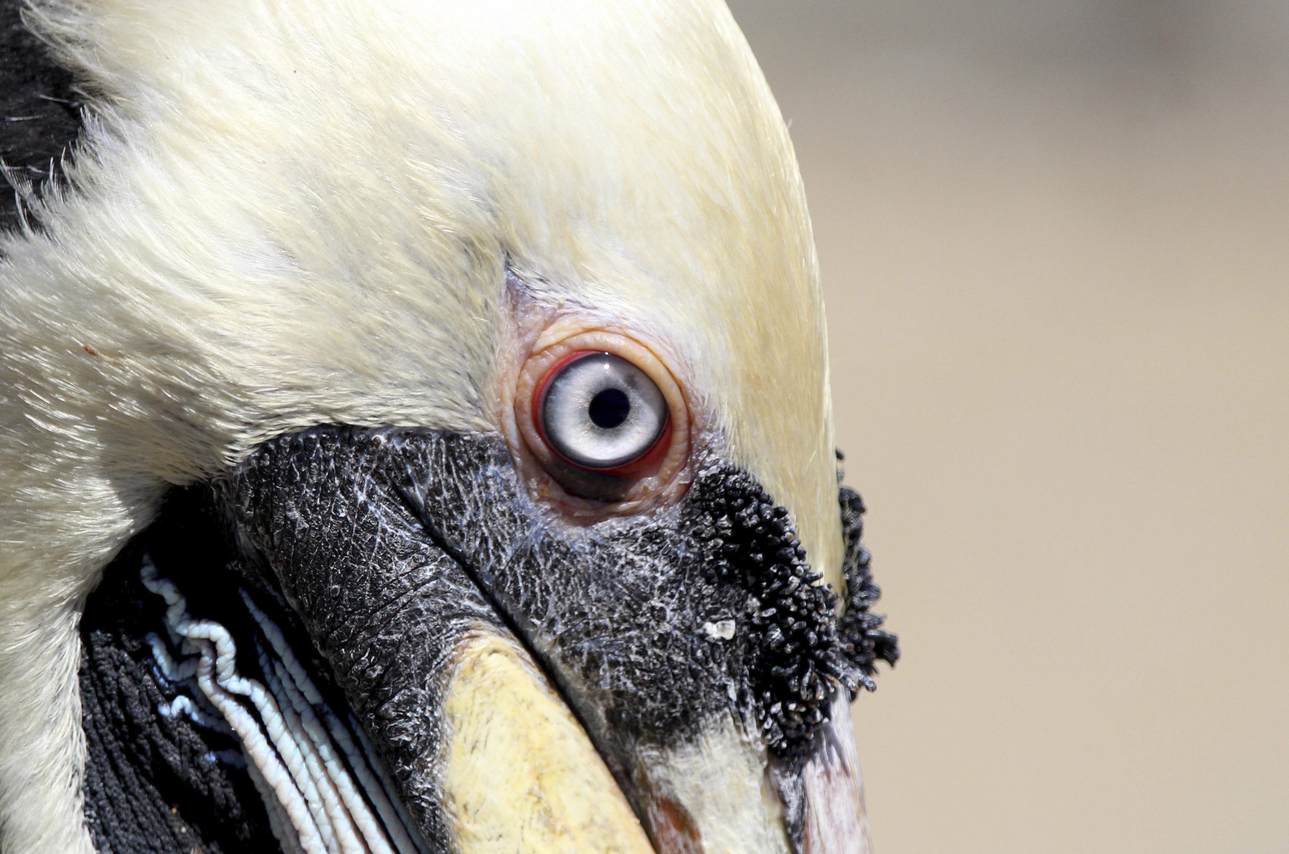 6 Surprising Tales of Predatory Birds