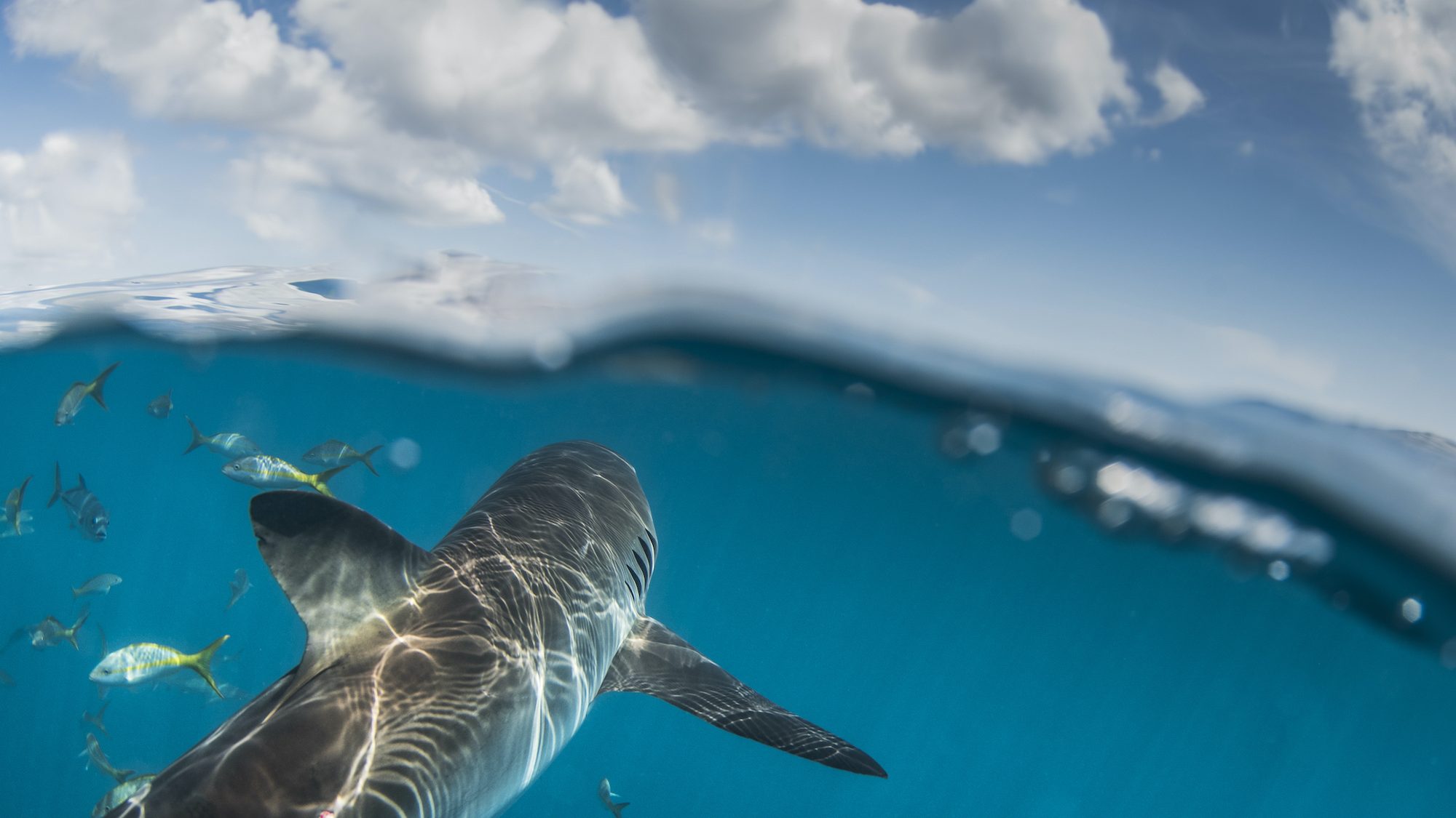 Electronic Monitoring Could Be Key for Data-Poor Longline Fisheries