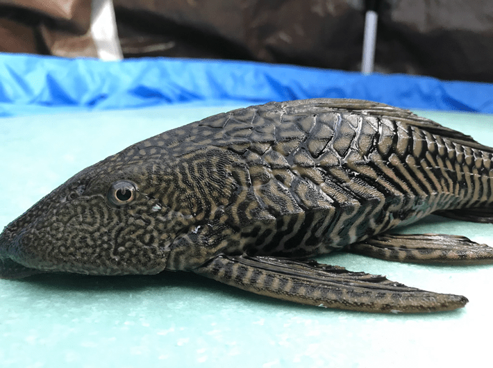 This Catfish Doesn’t Just Move on Land, It Reffles