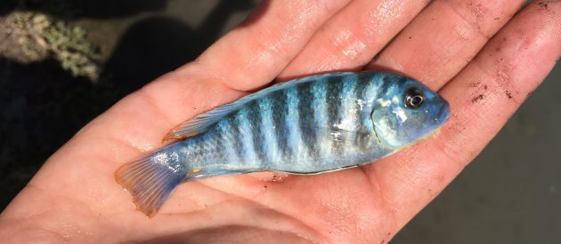 50 Fish, 50 States: Freaks in the Hot Springs - Cool Green Science