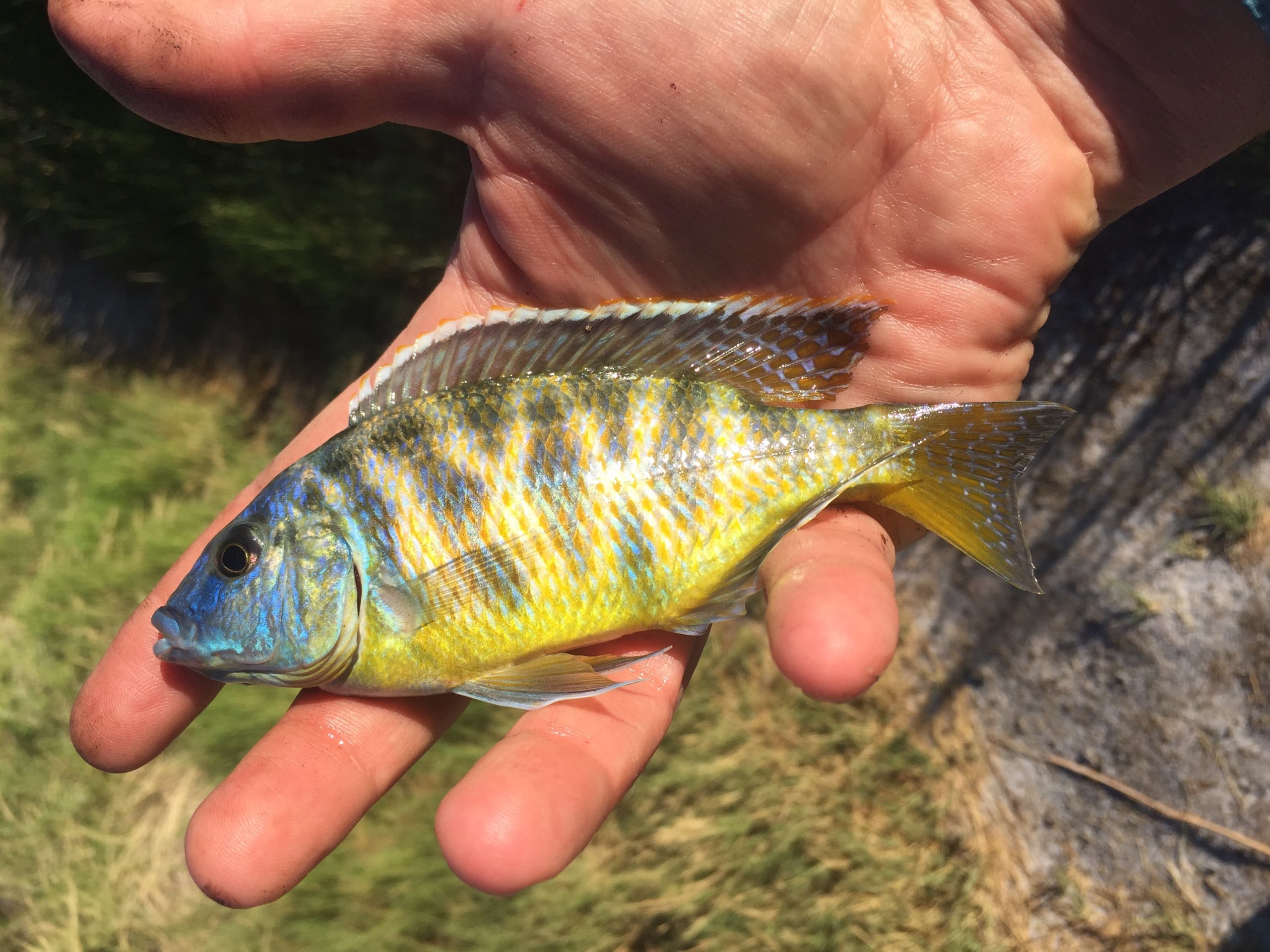 50 Fish, 50 States: Freaks in the Hot Springs - Cool Green Science