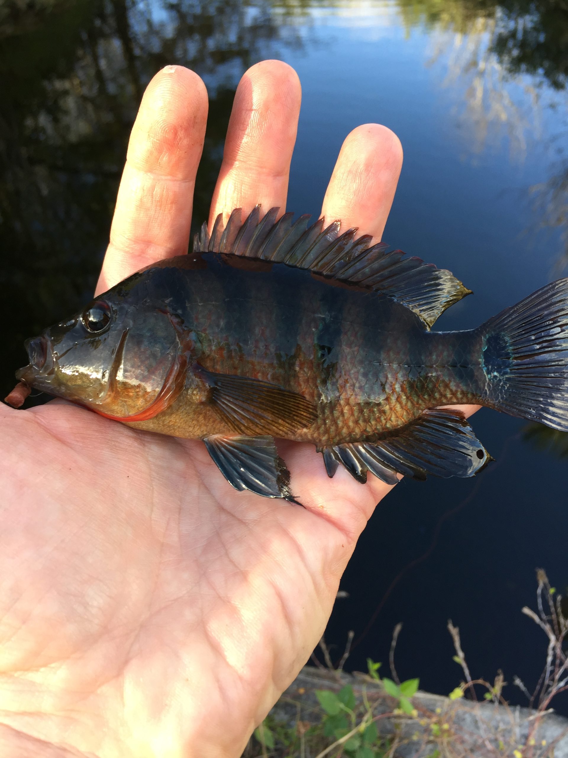 50 Fish, 50 States: Freaks in the Hot Springs - Cool Green Science