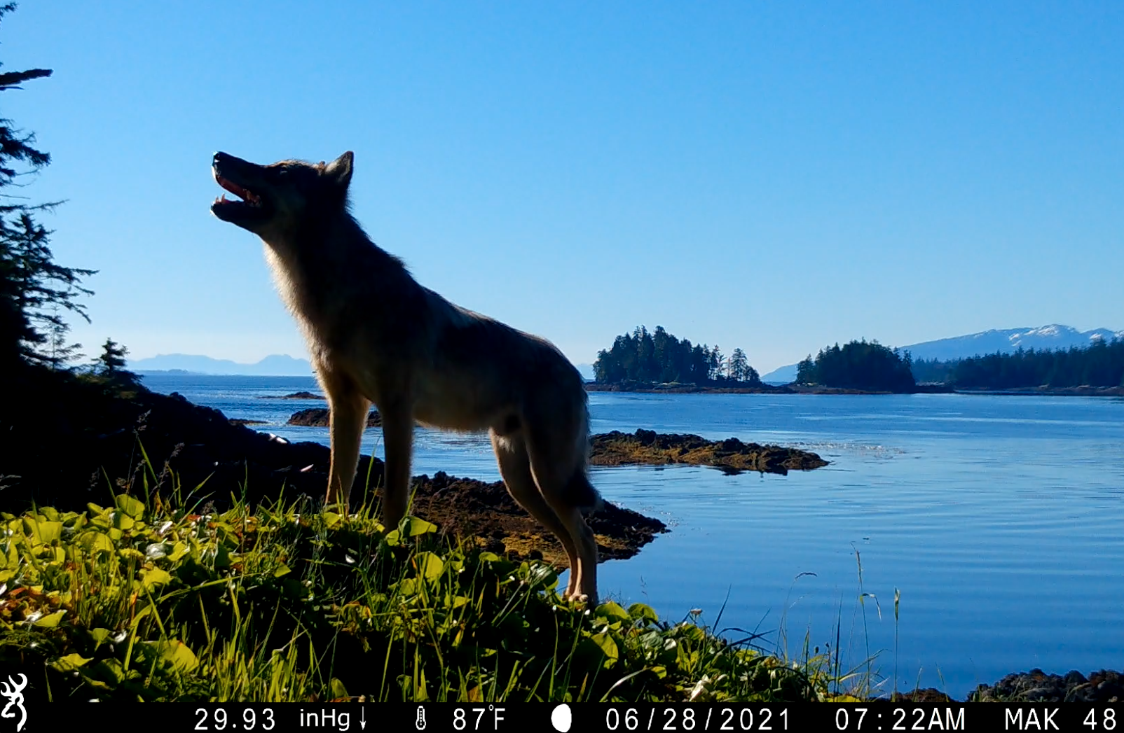 Camera Trapping As Mainstream Nature Activity