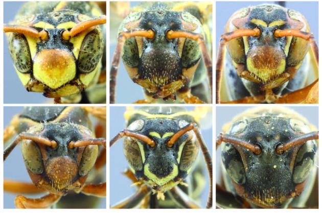 Wait. Northern Paper Wasps Recognize Each Other's Faces? - Cool Green ...