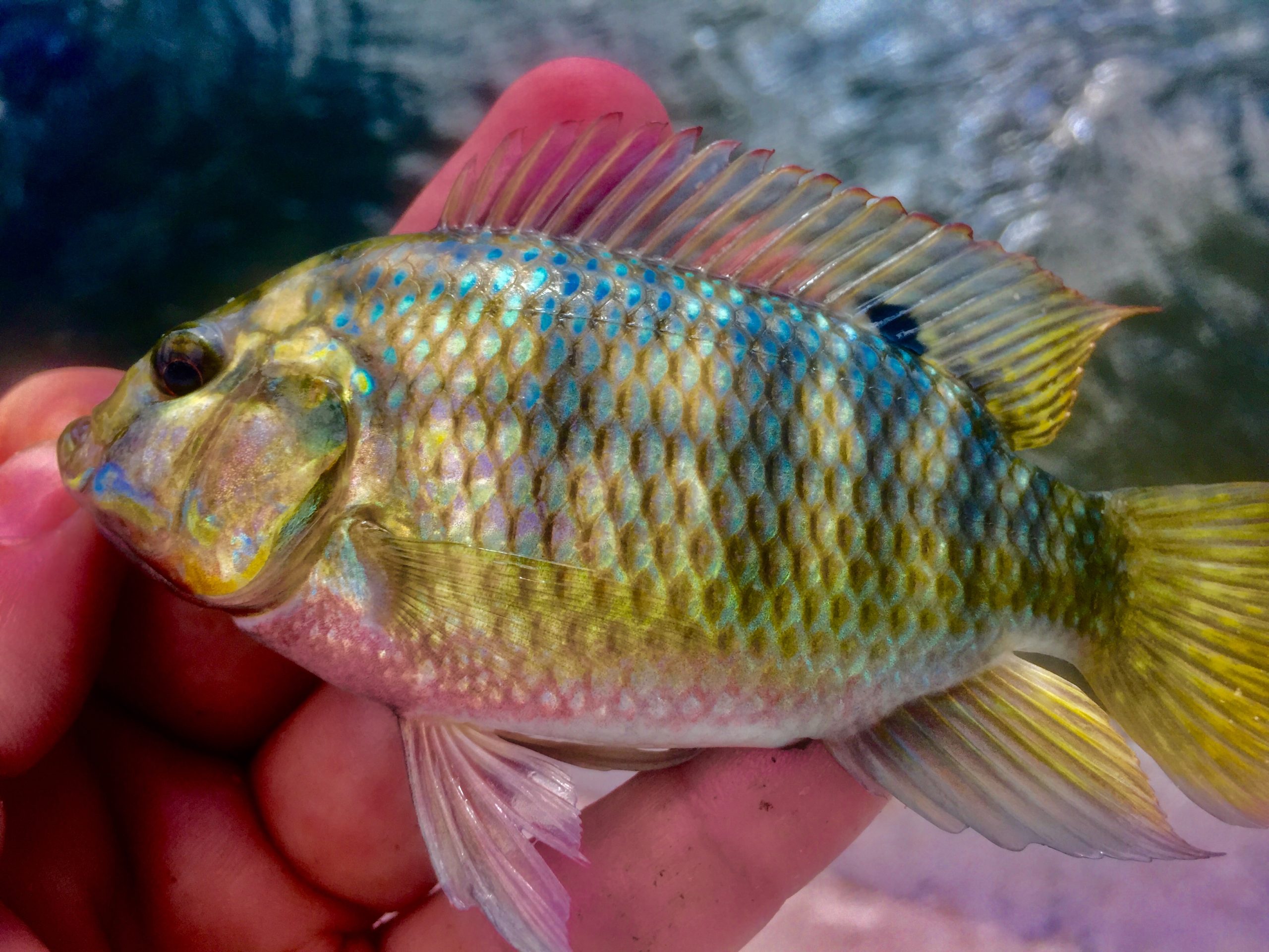 50 Fish, 50 States: Freaks in the Hot Springs - Cool Green Science