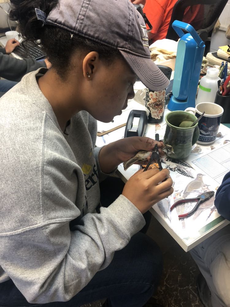 An Introduction to Bird Banding