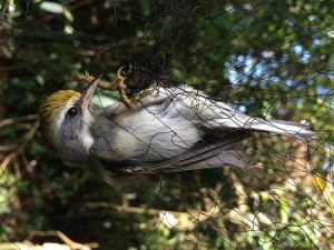 An Introduction to Bird Banding