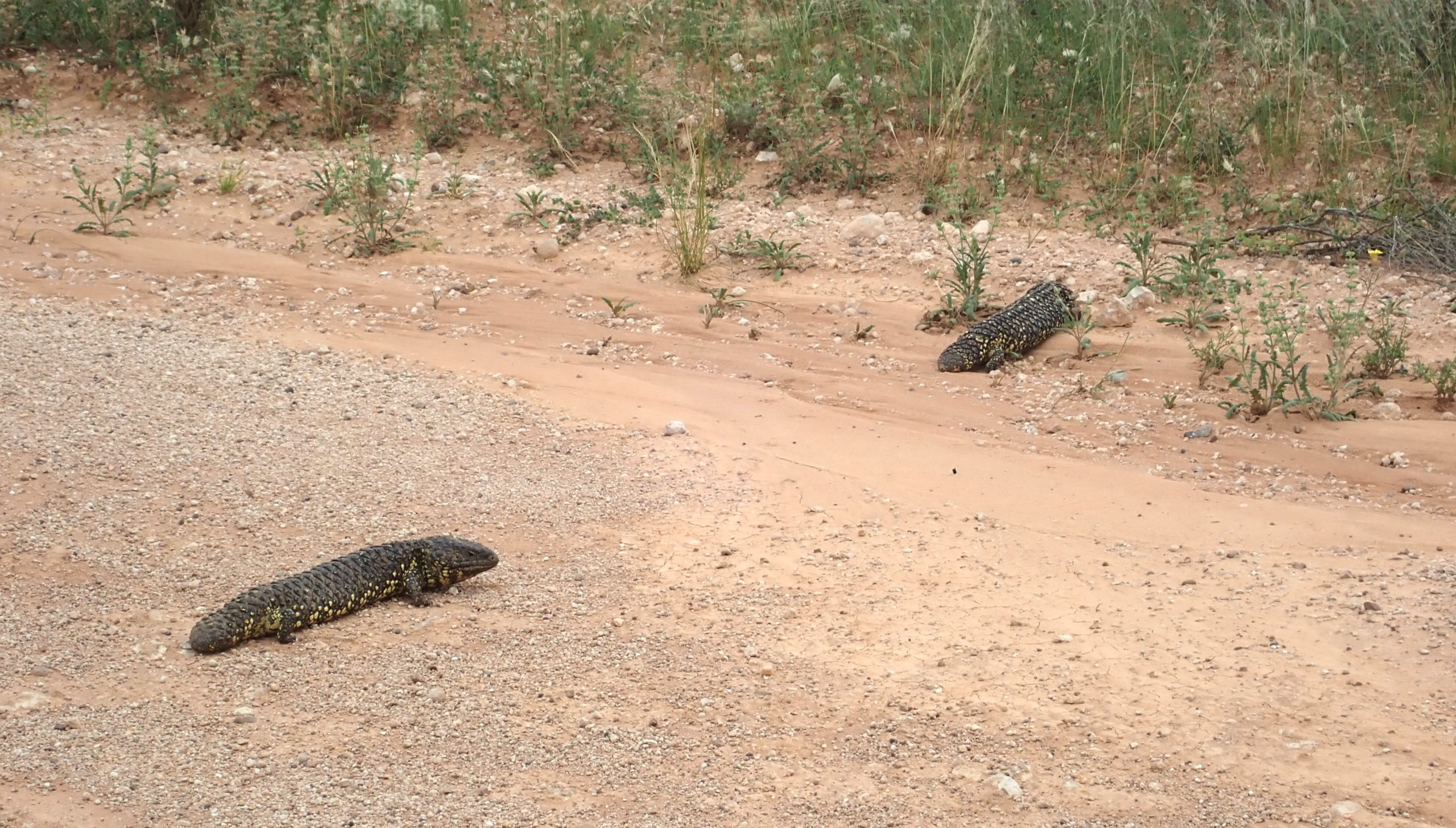 The Love Stories of Sleepy Lizards