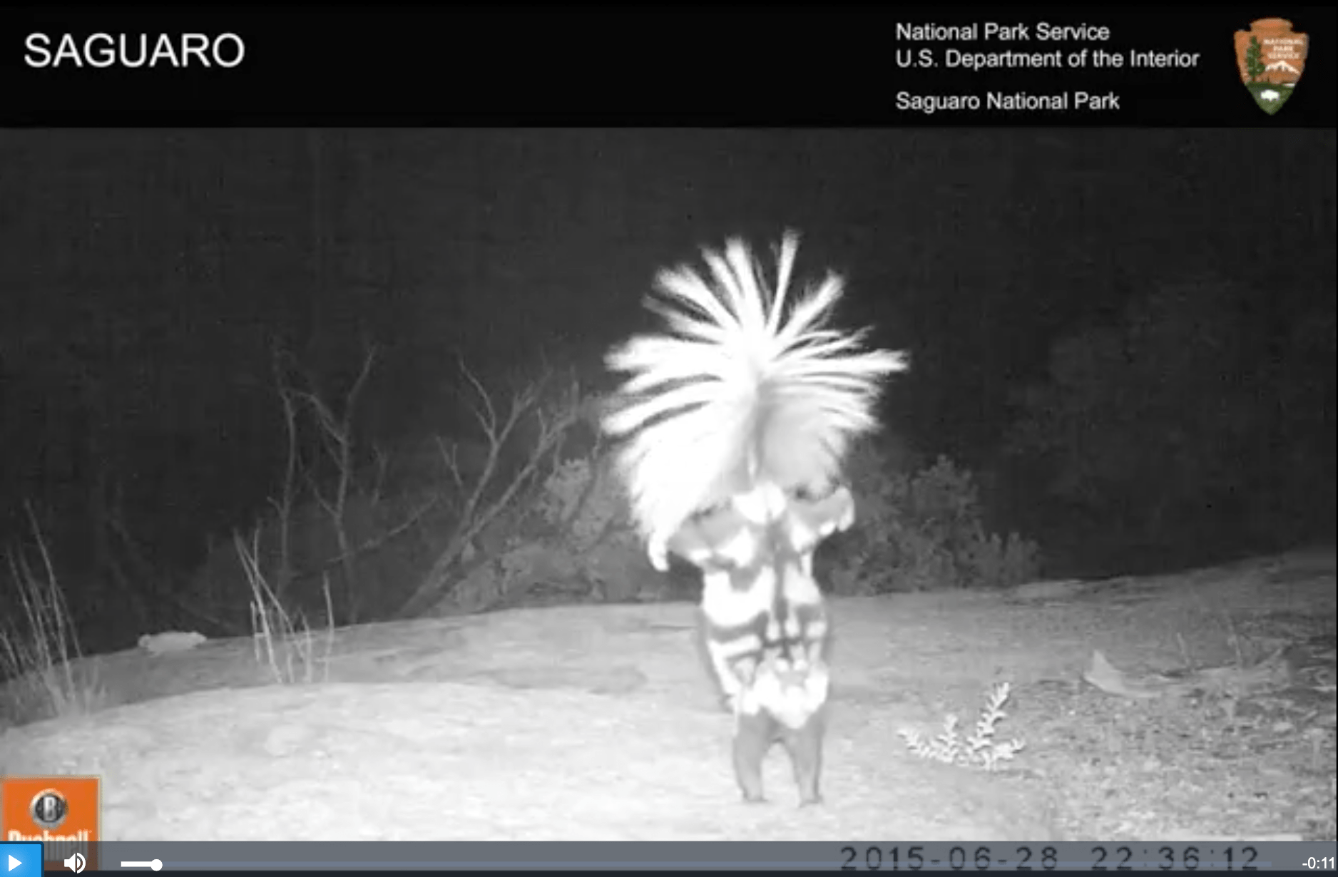 8 Cool US Mammals You Haven’t Seen