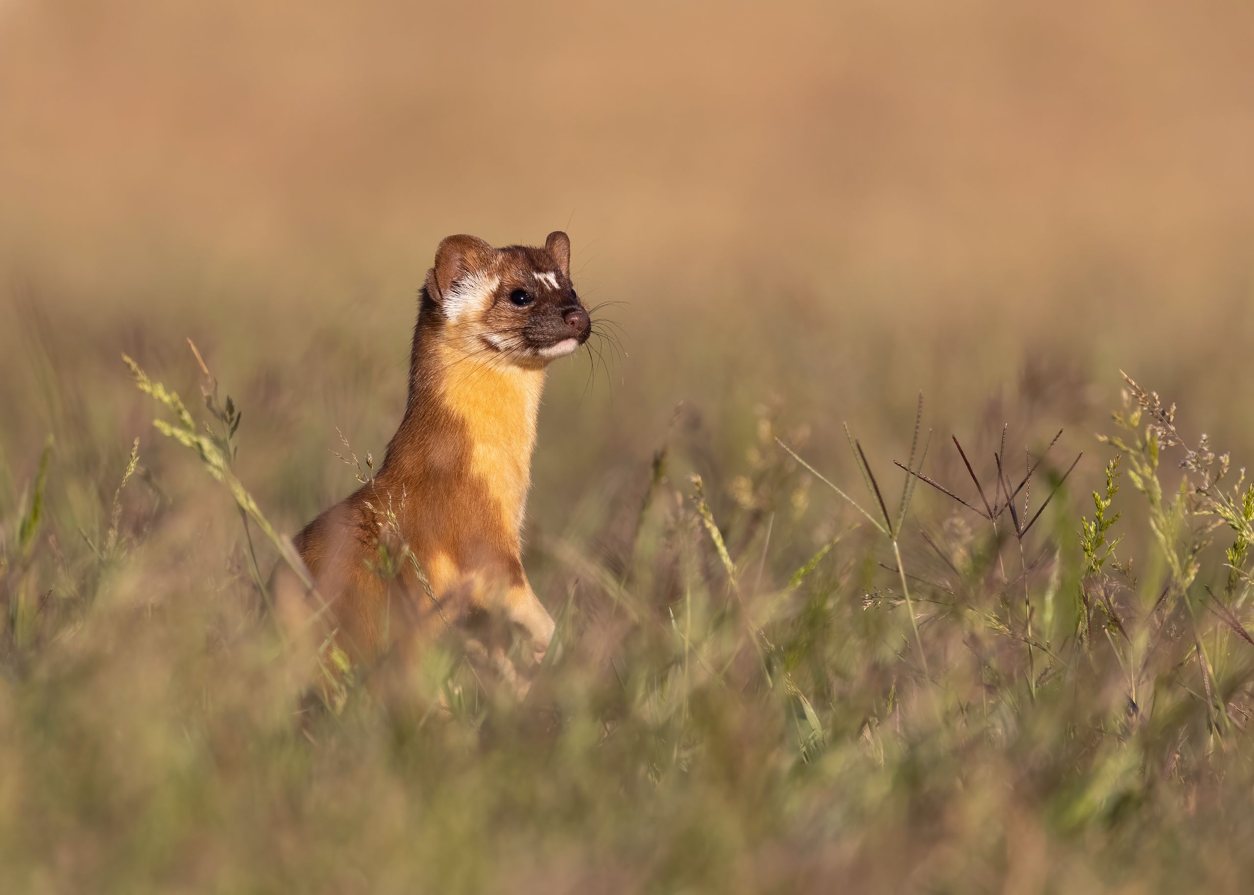 Have You Seen A Weasel Lately?