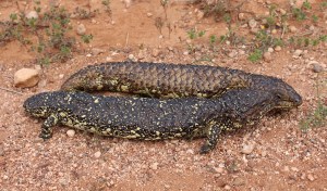 The Love Stories of Sleepy Lizards