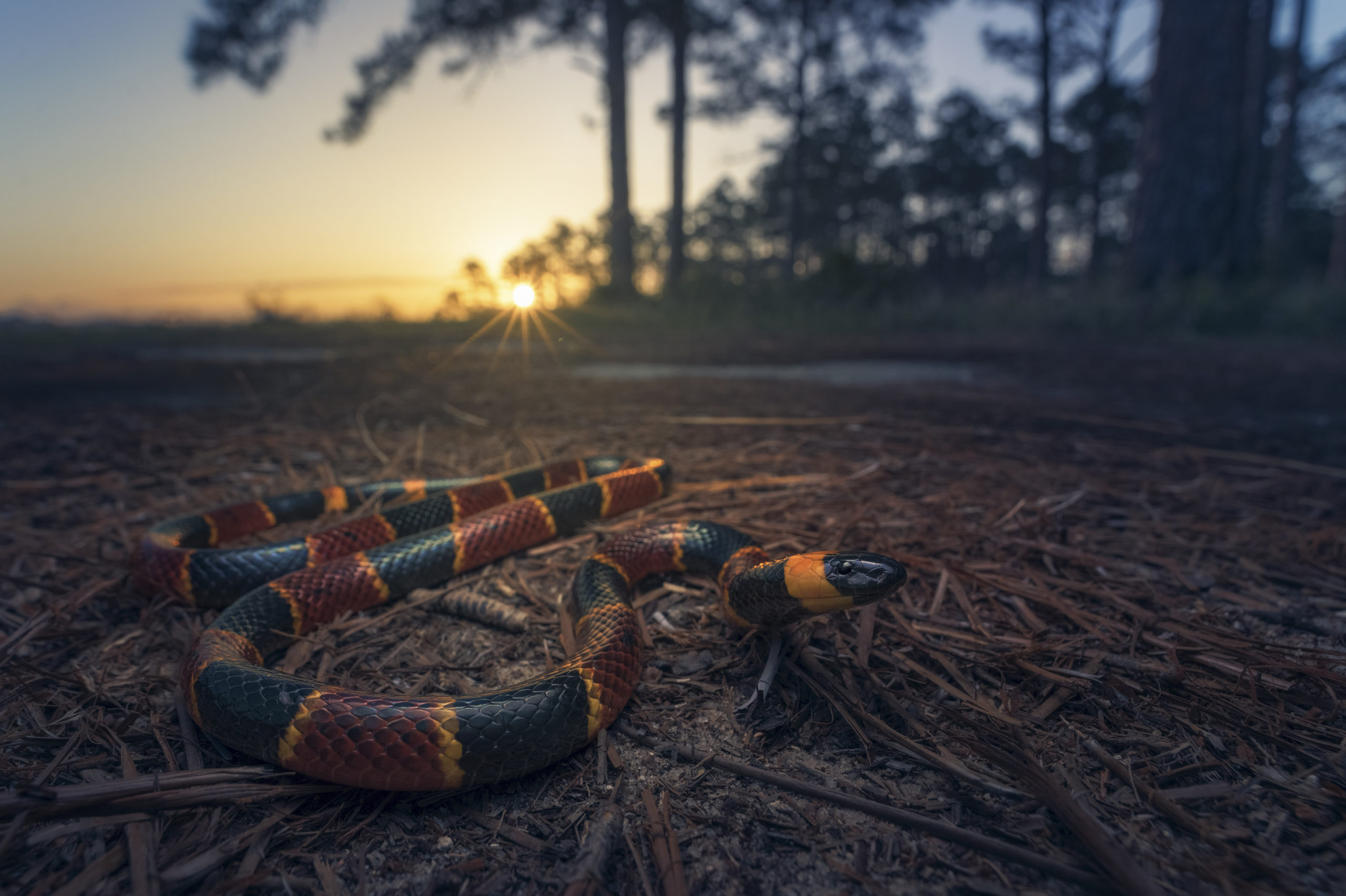 Surprising Tales of Toxic Animals