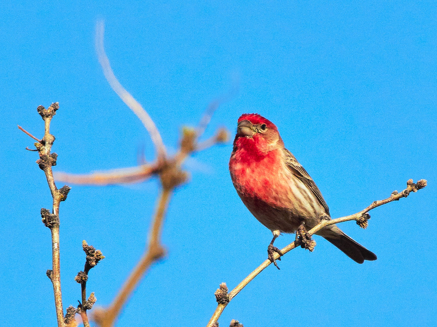 What Color Are House Finches at Stephanie Felder blog