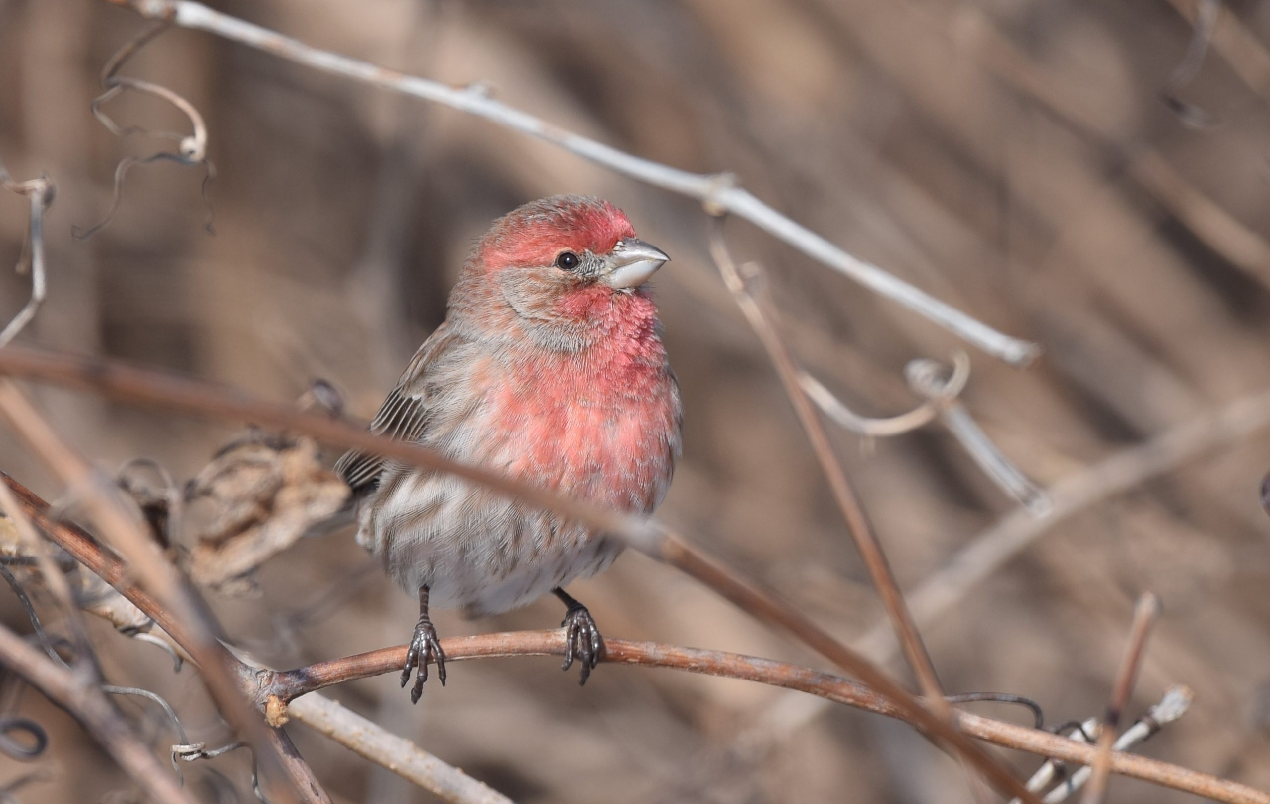 Seeing Red: What the Color of House Finches Can Tell Us - Cool Green ...