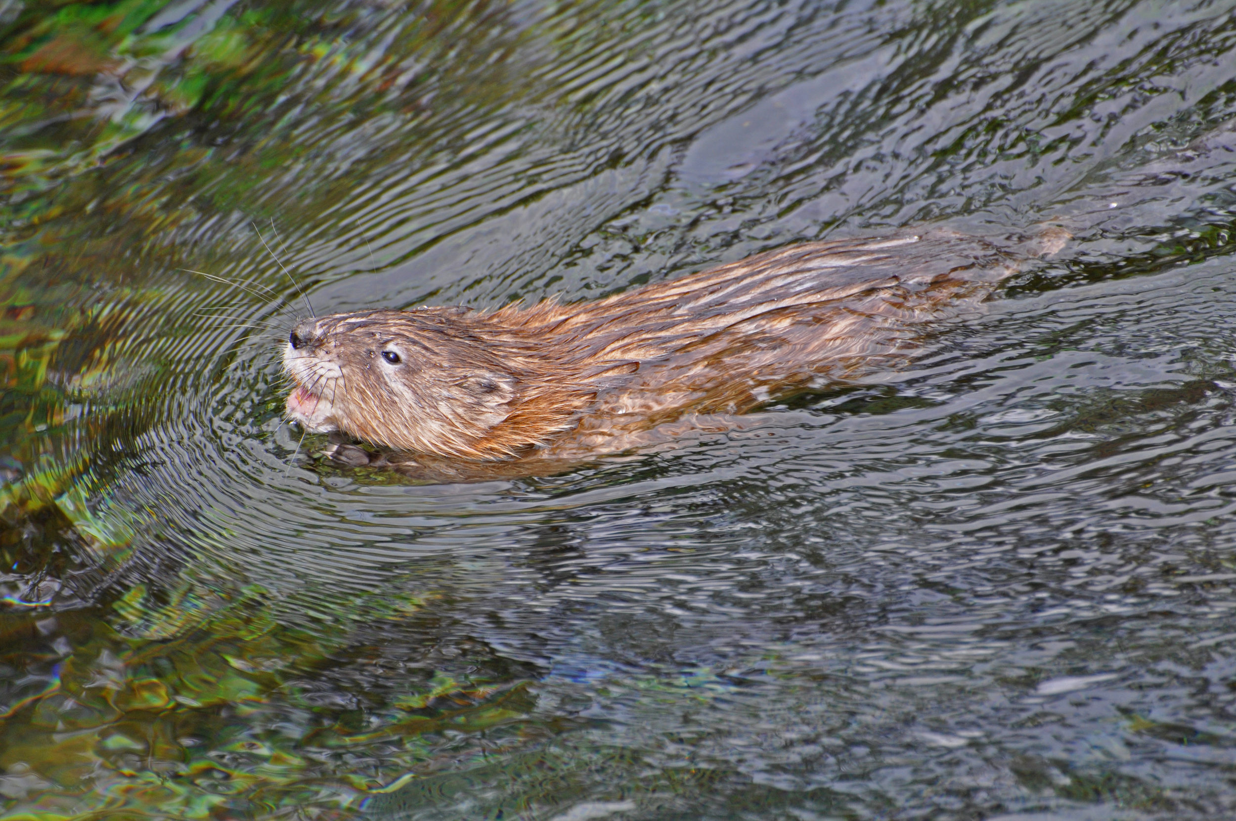 Meet the Muskrat: Push-Up Champion of Cattail Marshes
