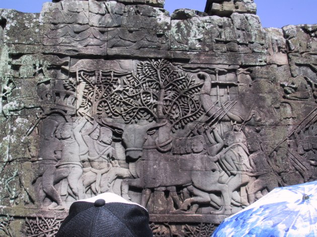 Kouprey: The Ultimate Mystery Mammal