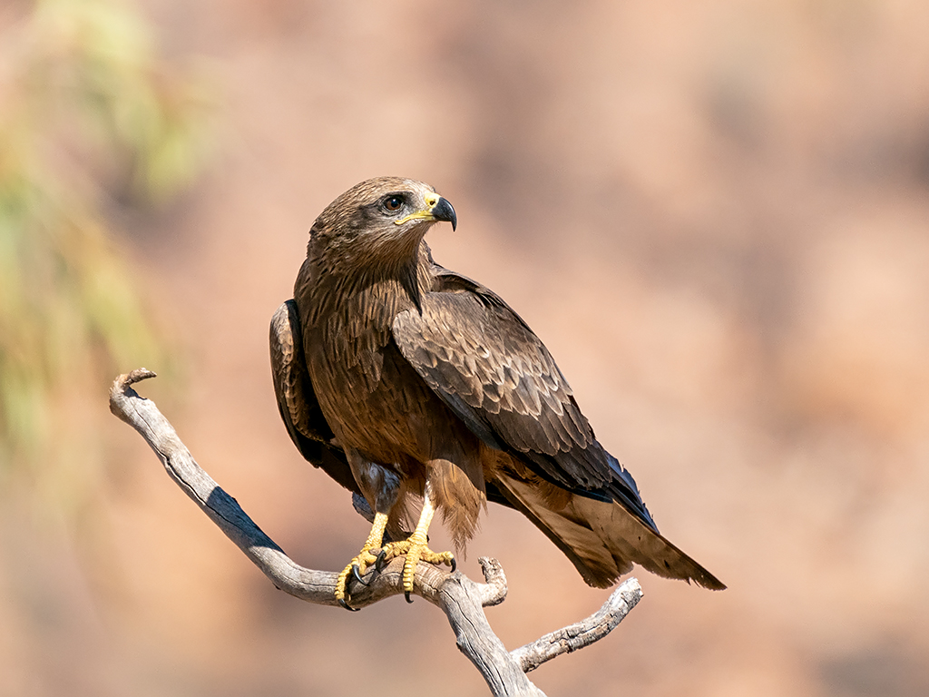 Meet the Raptors That Eat Avocados (and Other Fruit)